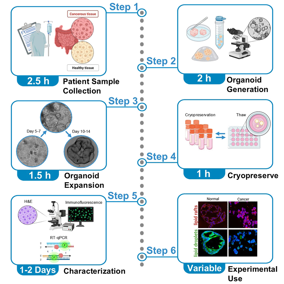 Cell Press: STAR Protocols