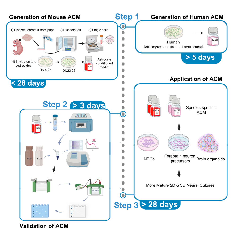 Cell Press: STAR Protocols