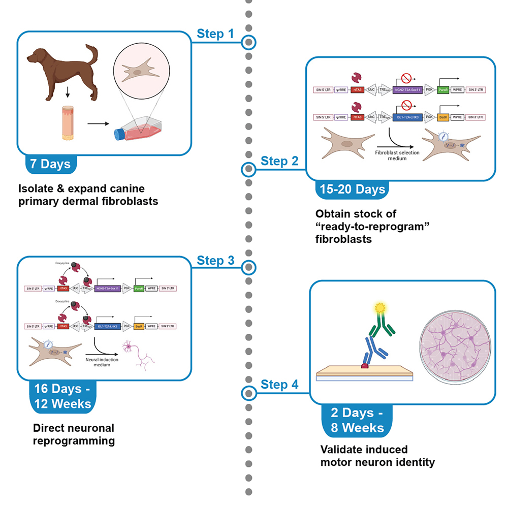 Cell Press: STAR Protocols