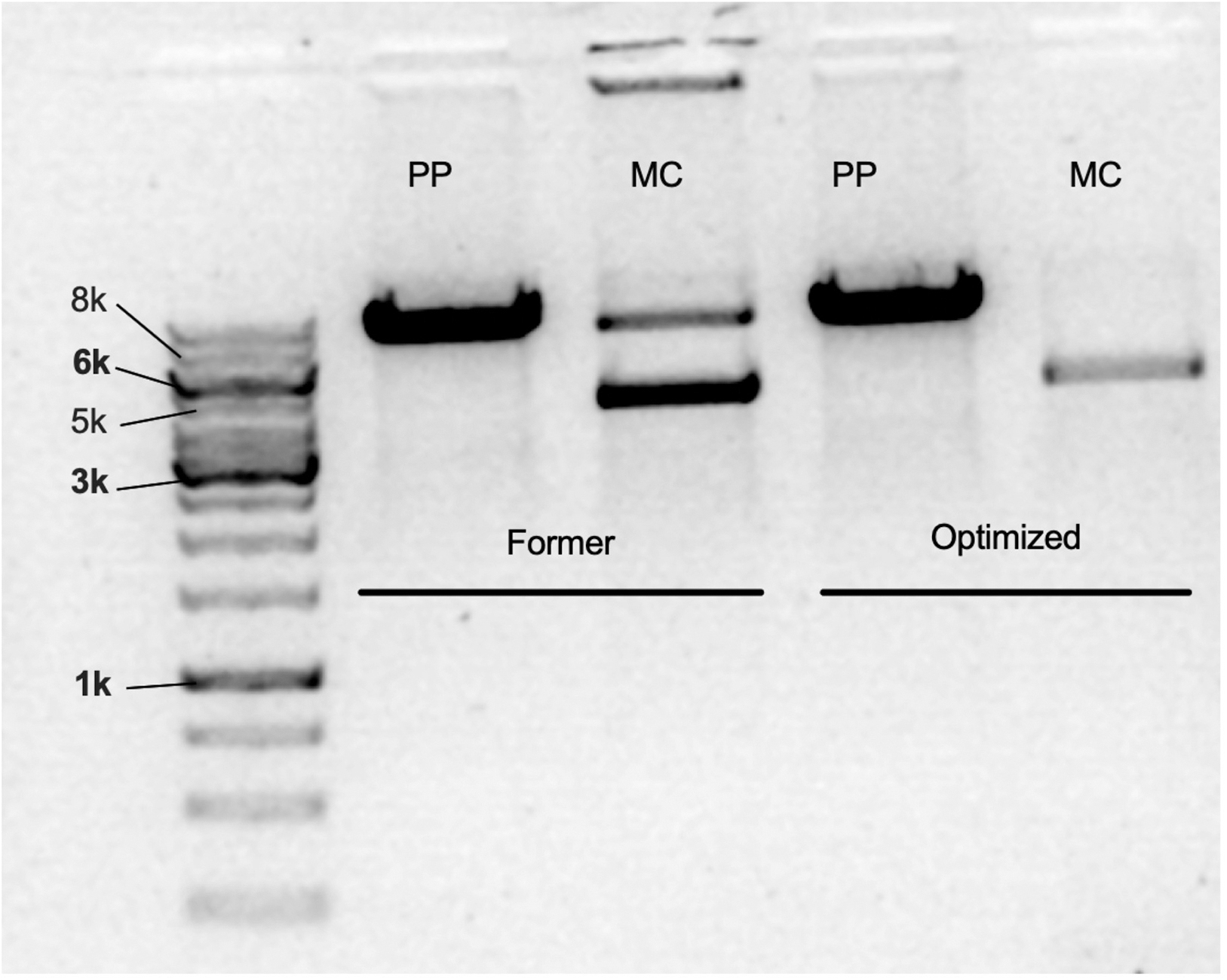 Cell Press: STAR Protocols