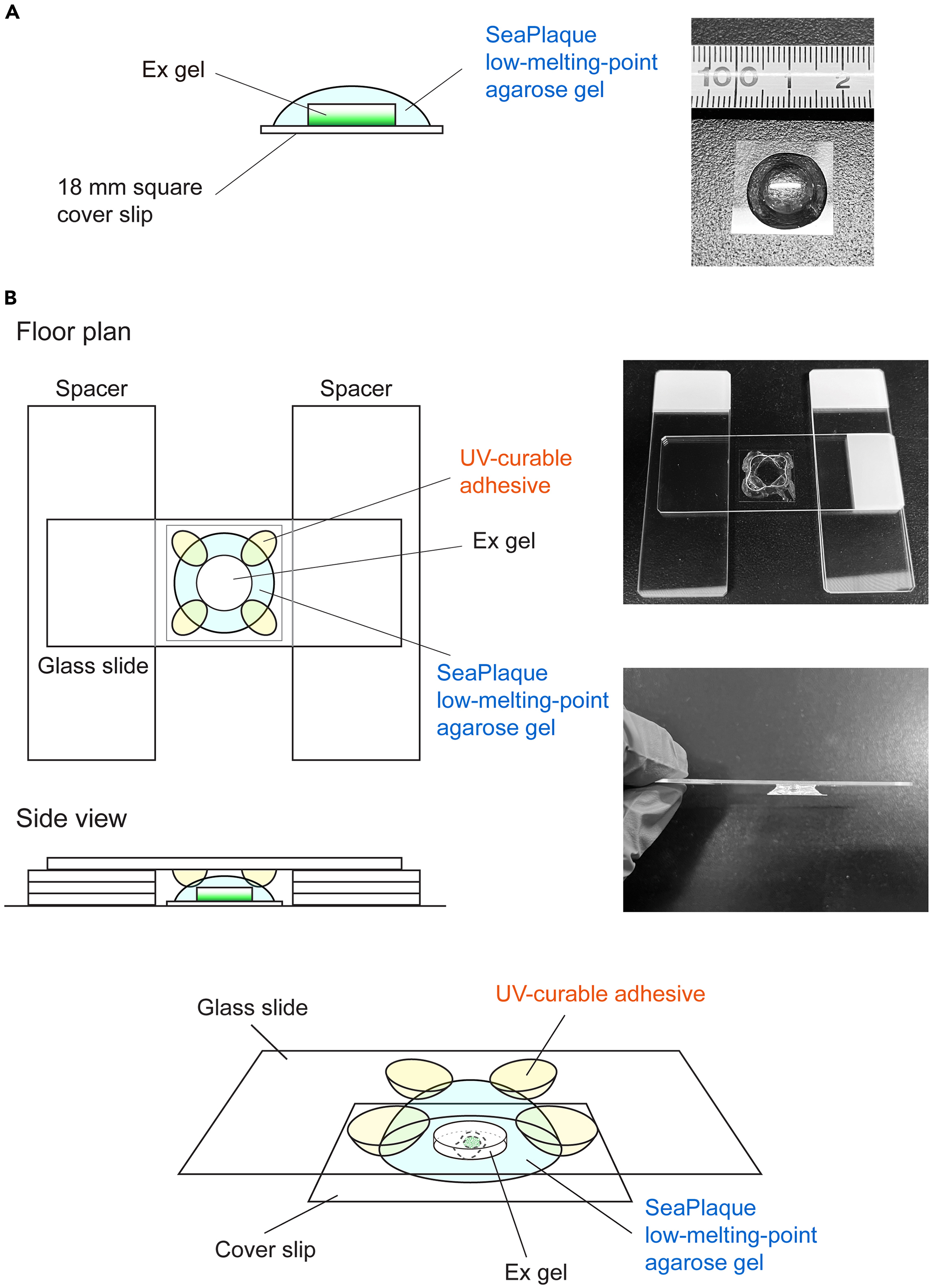 Cell Press: STAR Protocols
