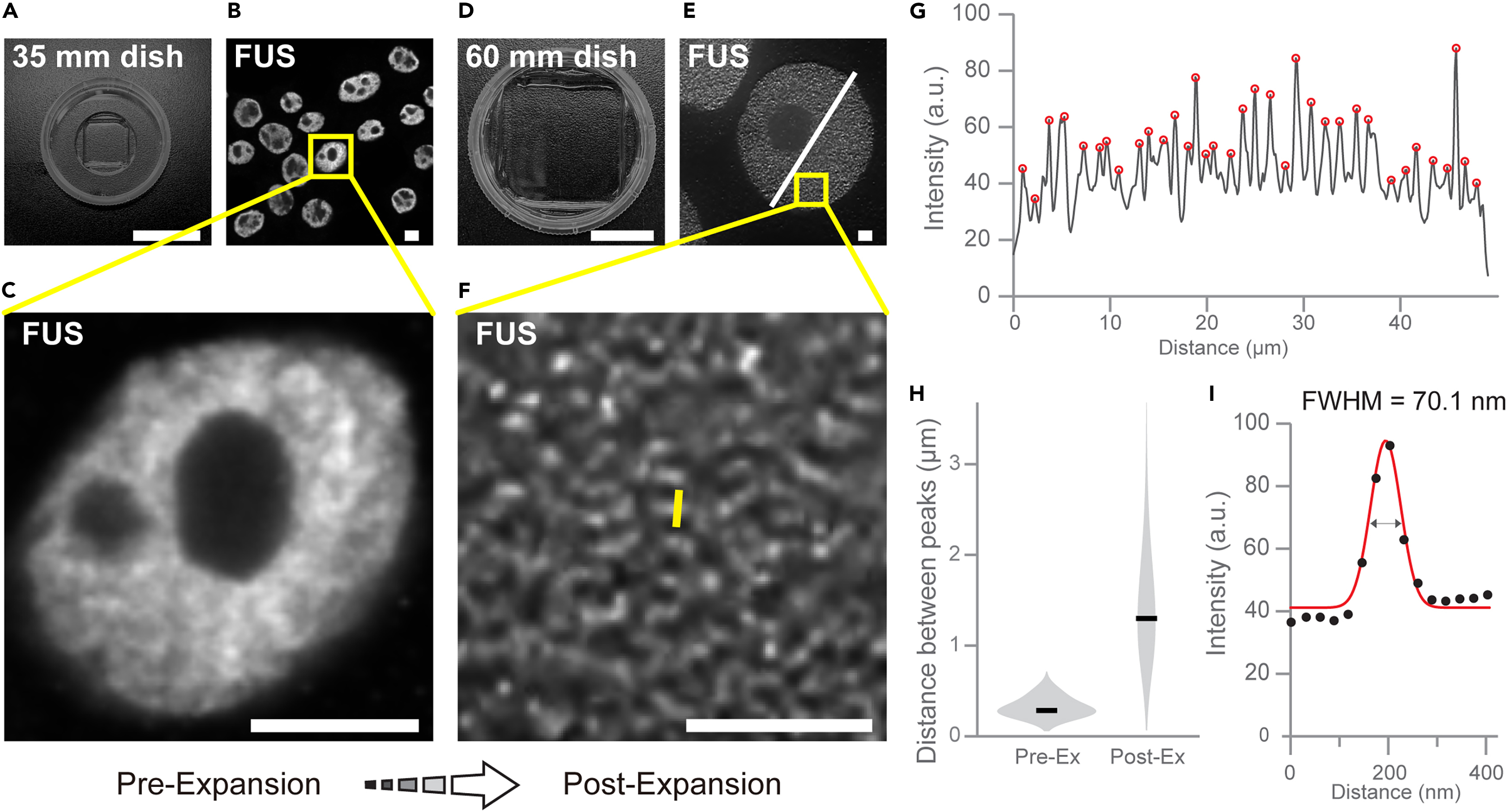 Cell Press: STAR Protocols