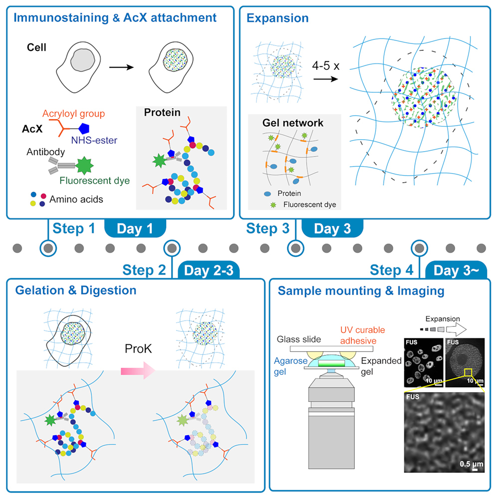 Cell Press: STAR Protocols