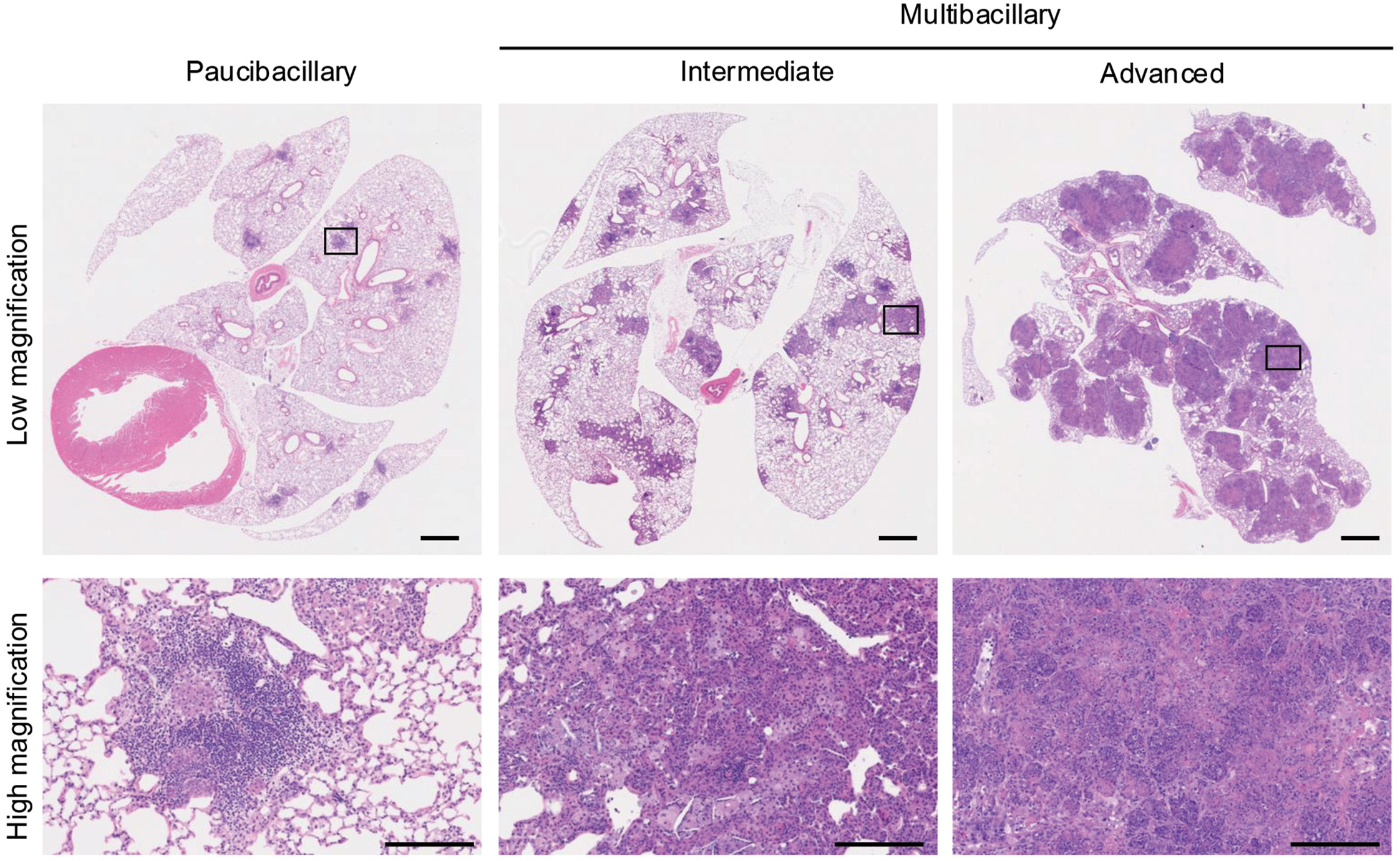 Cell Press: STAR Protocols