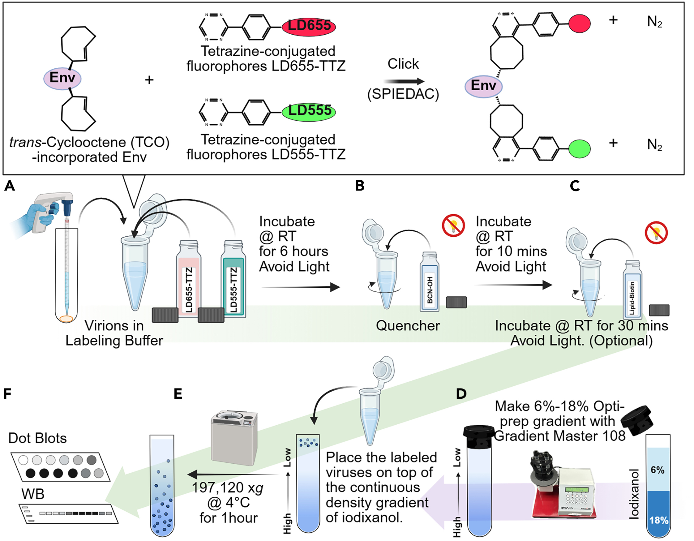 Cell Press: STAR Protocols