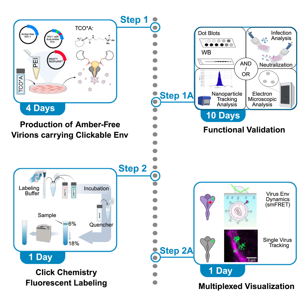 Cell Press: STAR Protocols