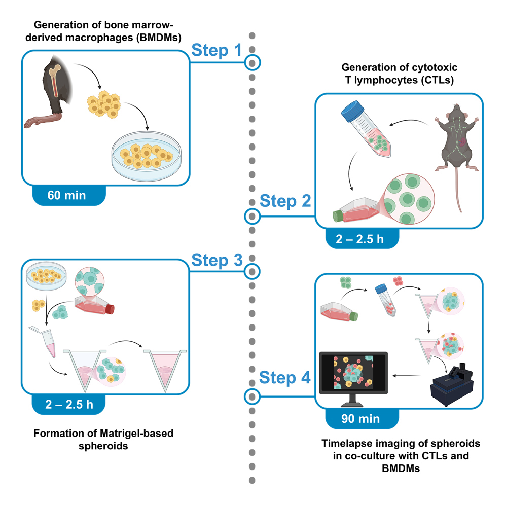 Cell Press: STAR Protocols