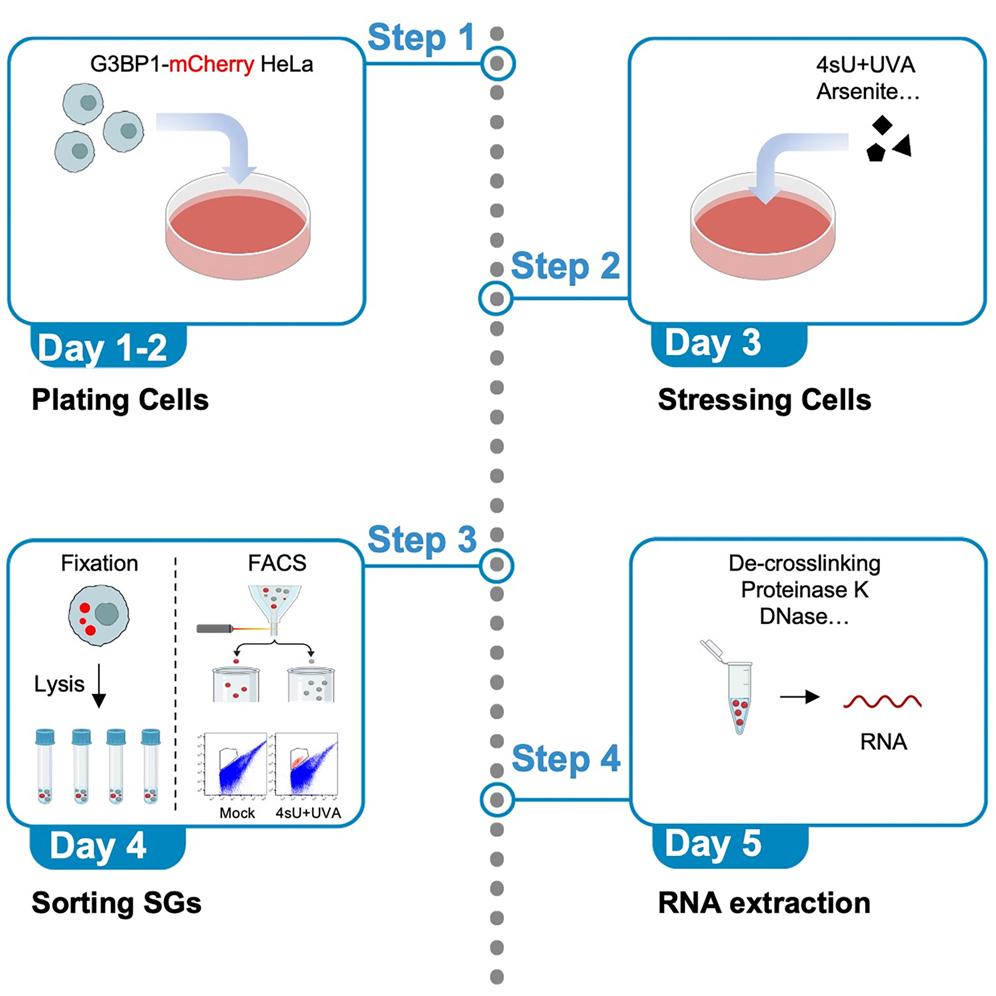 Cell Press: STAR Protocols