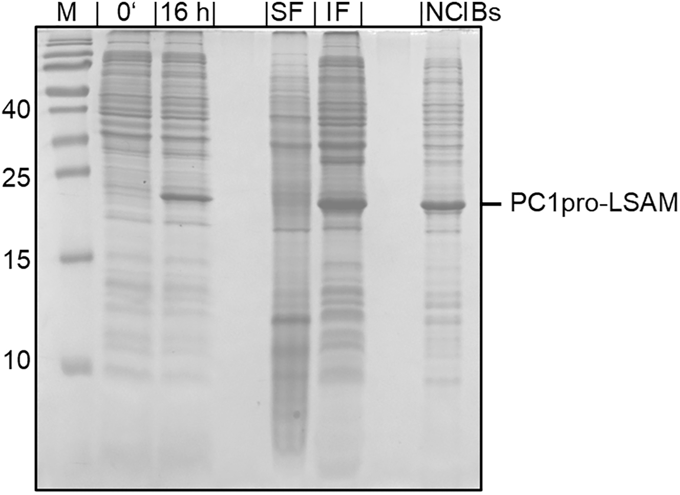 Cell Press: STAR Protocols