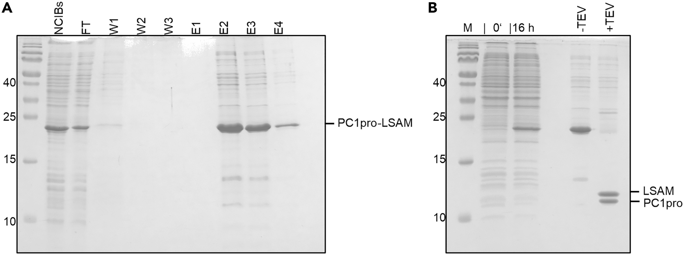 Cell Press: STAR Protocols