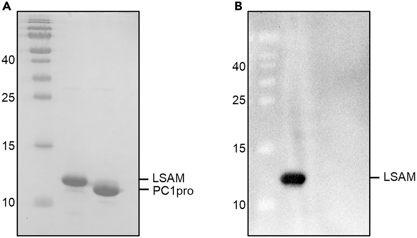 Cell Press: STAR Protocols