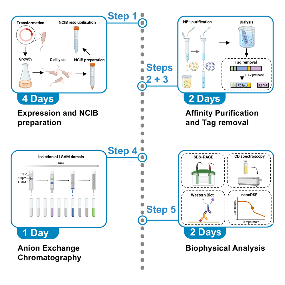 Cell Press: STAR Protocols