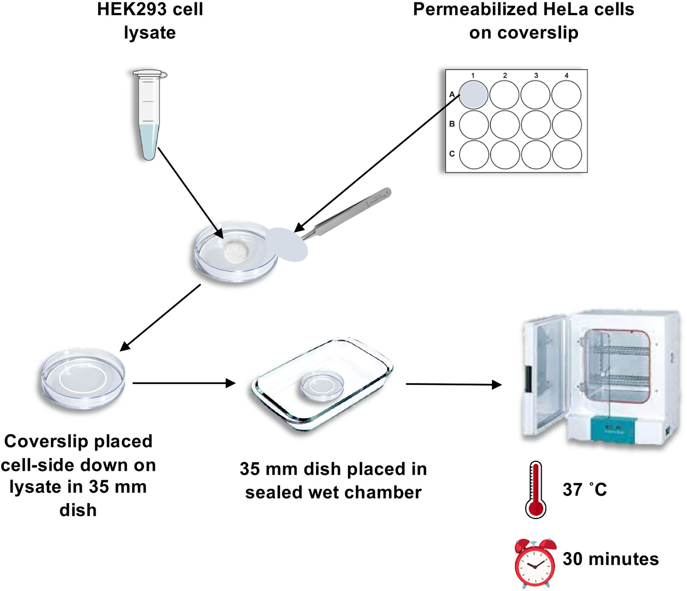 Cell Press: STAR Protocols