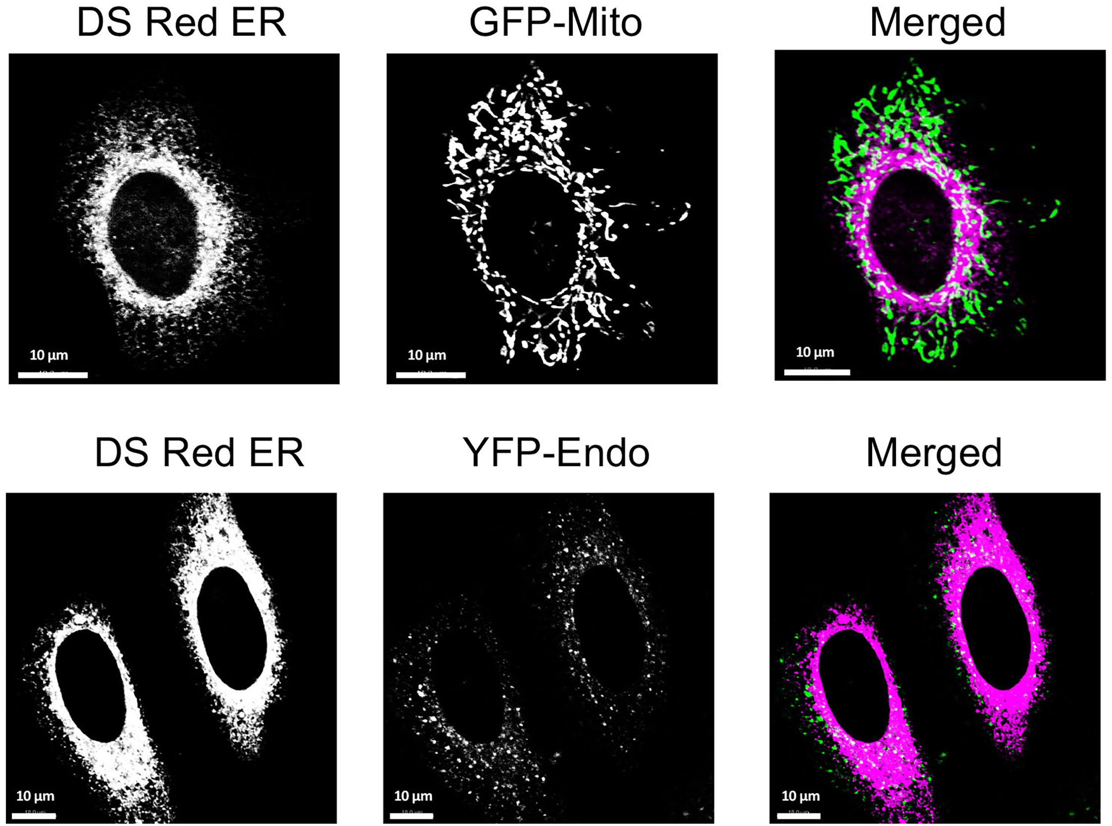 Cell Press: STAR Protocols