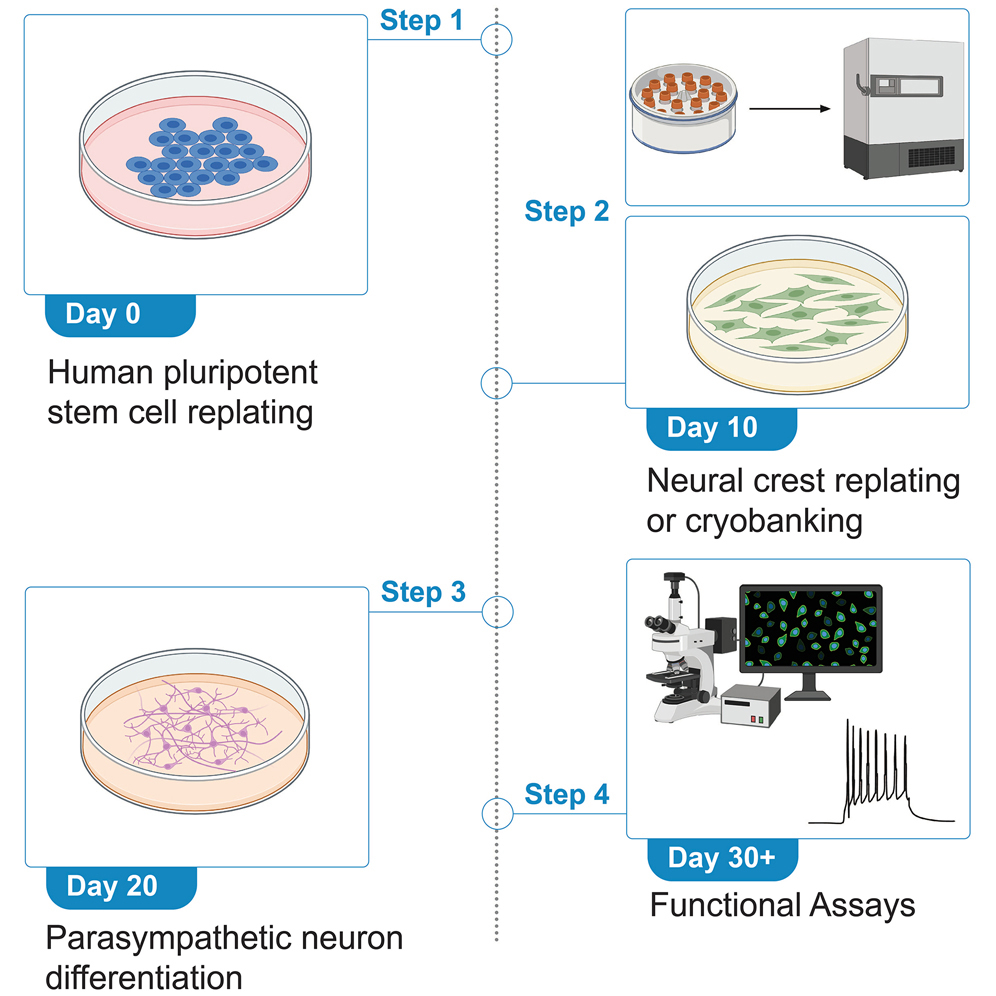 Cell Press: STAR Protocols