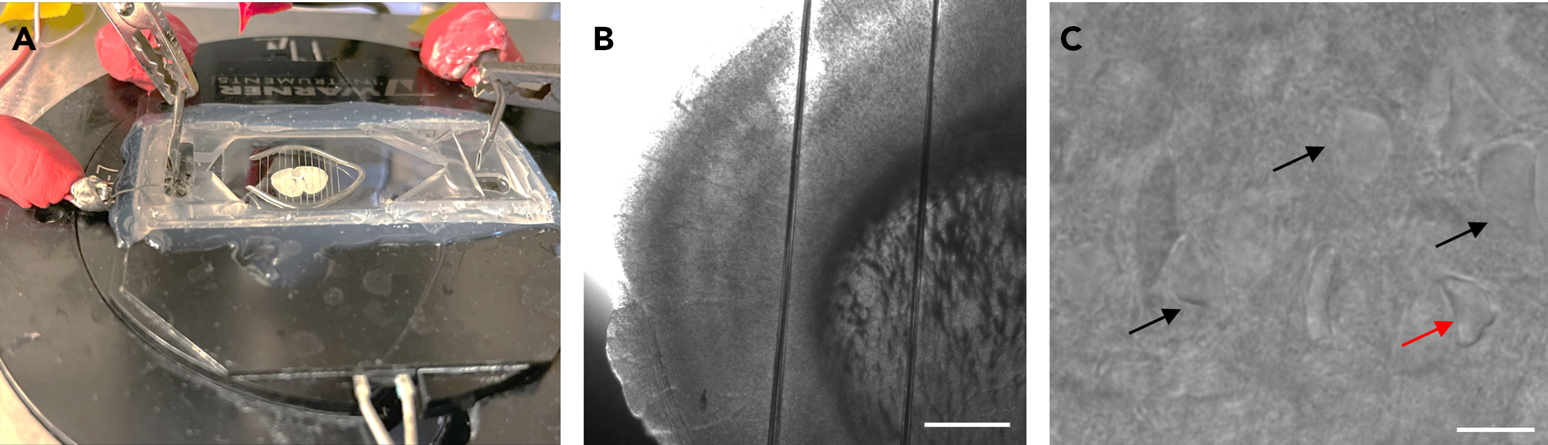 Cell Press: STAR Protocols