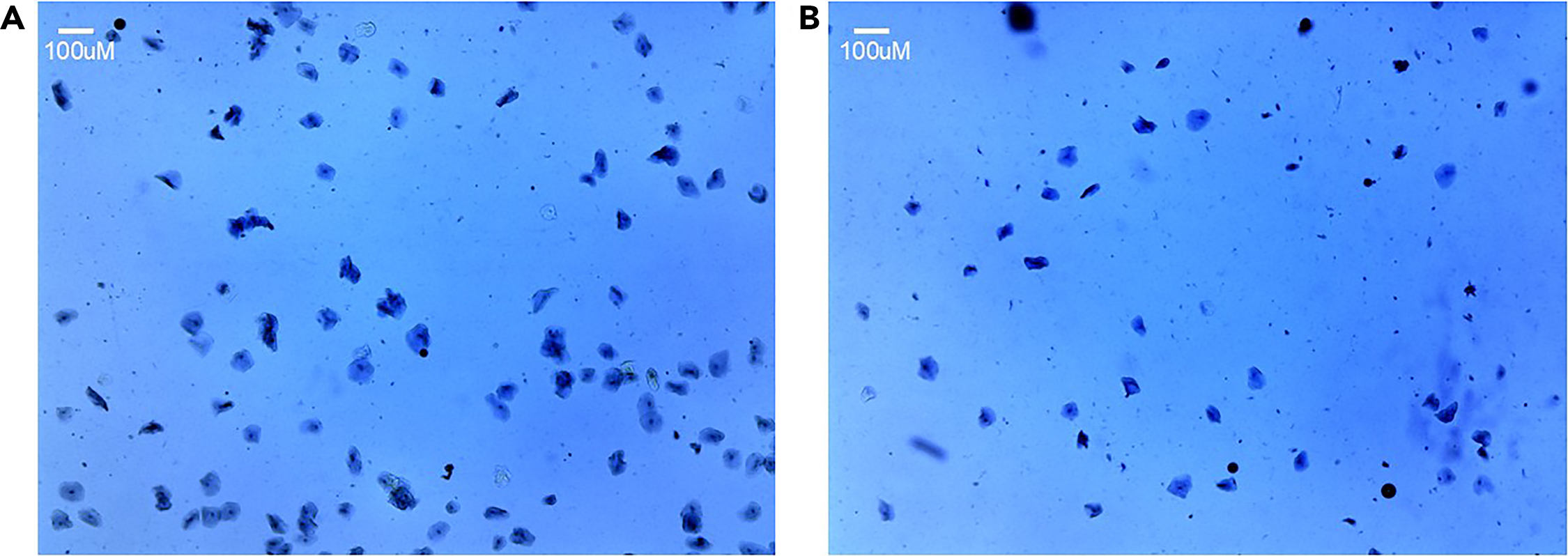 Cell Press: STAR Protocols