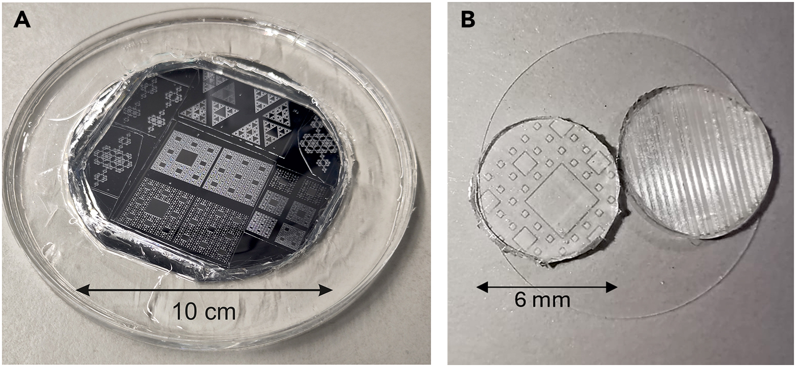 Cell Press: STAR Protocols