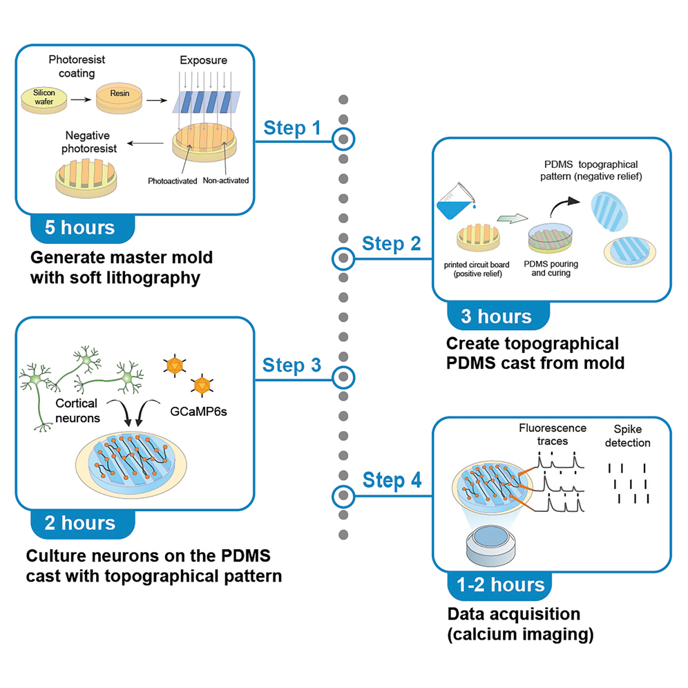 Cell Press: STAR Protocols