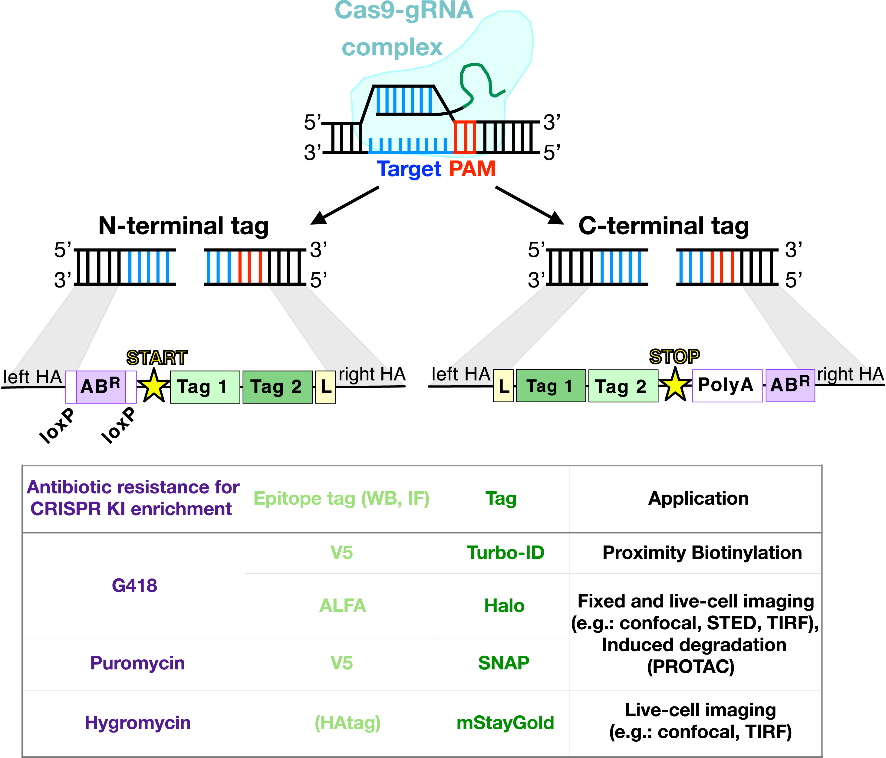 Cell Press: STAR Protocols