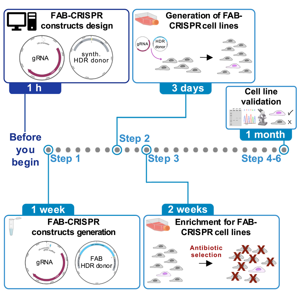 Cell Press: STAR Protocols