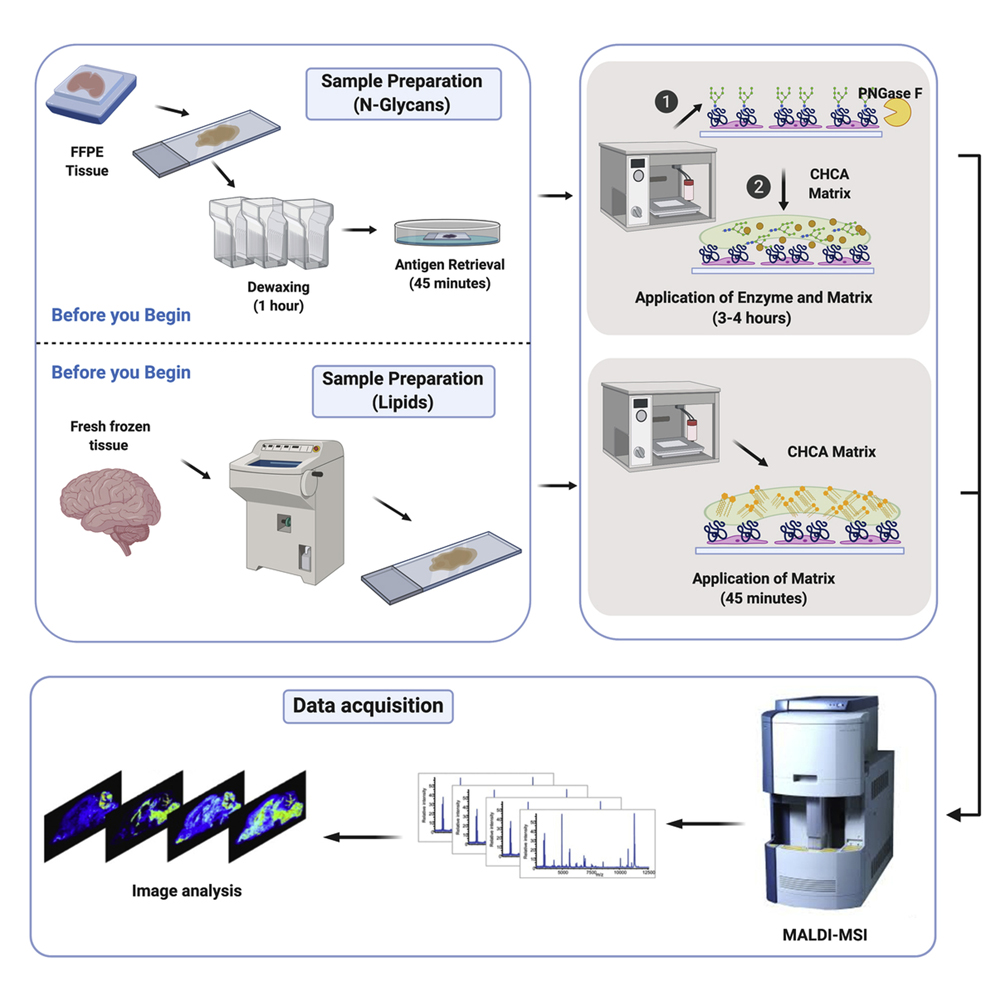 Cell Press: STAR Protocols