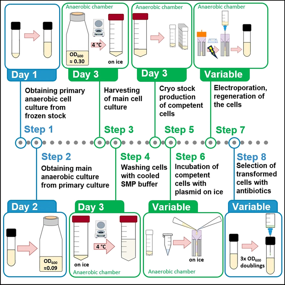 Cell Press: STAR Protocols
