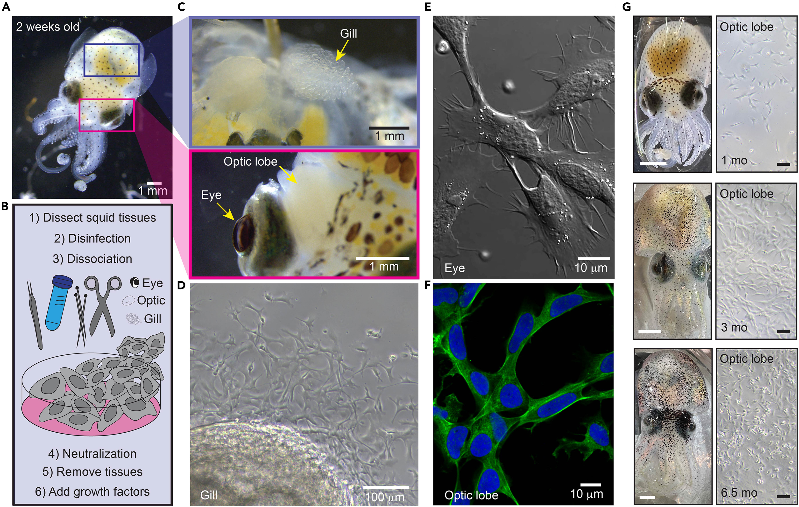 Cell Press: STAR Protocols