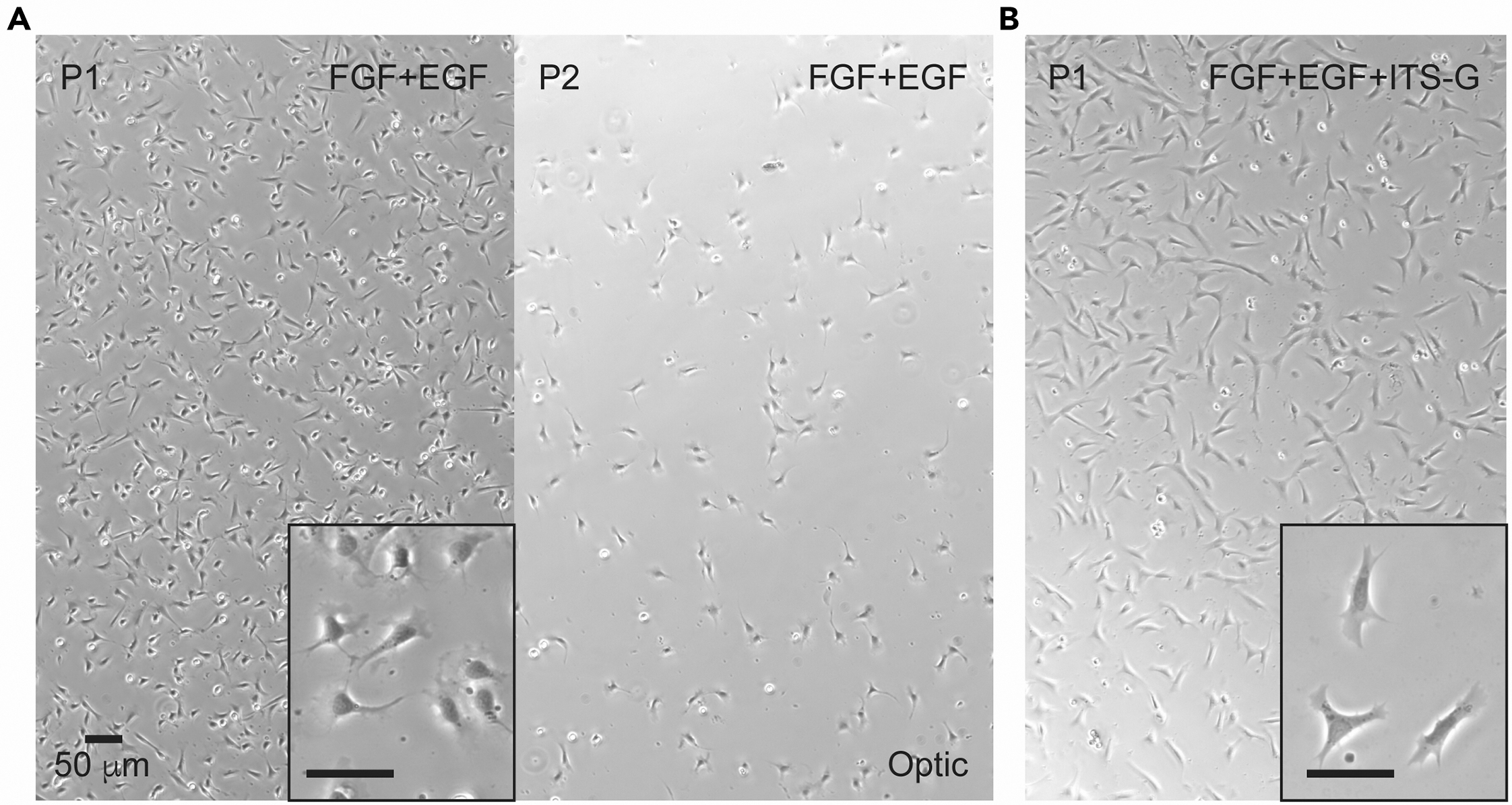 Cell Press: STAR Protocols