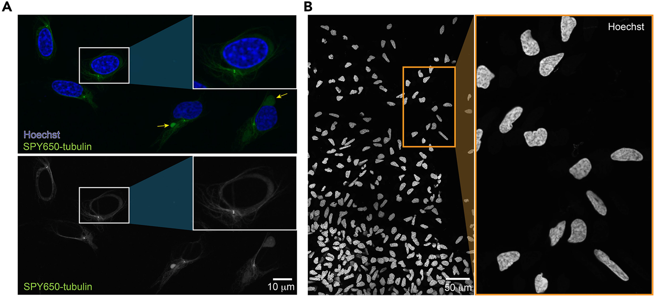 Cell Press: STAR Protocols
