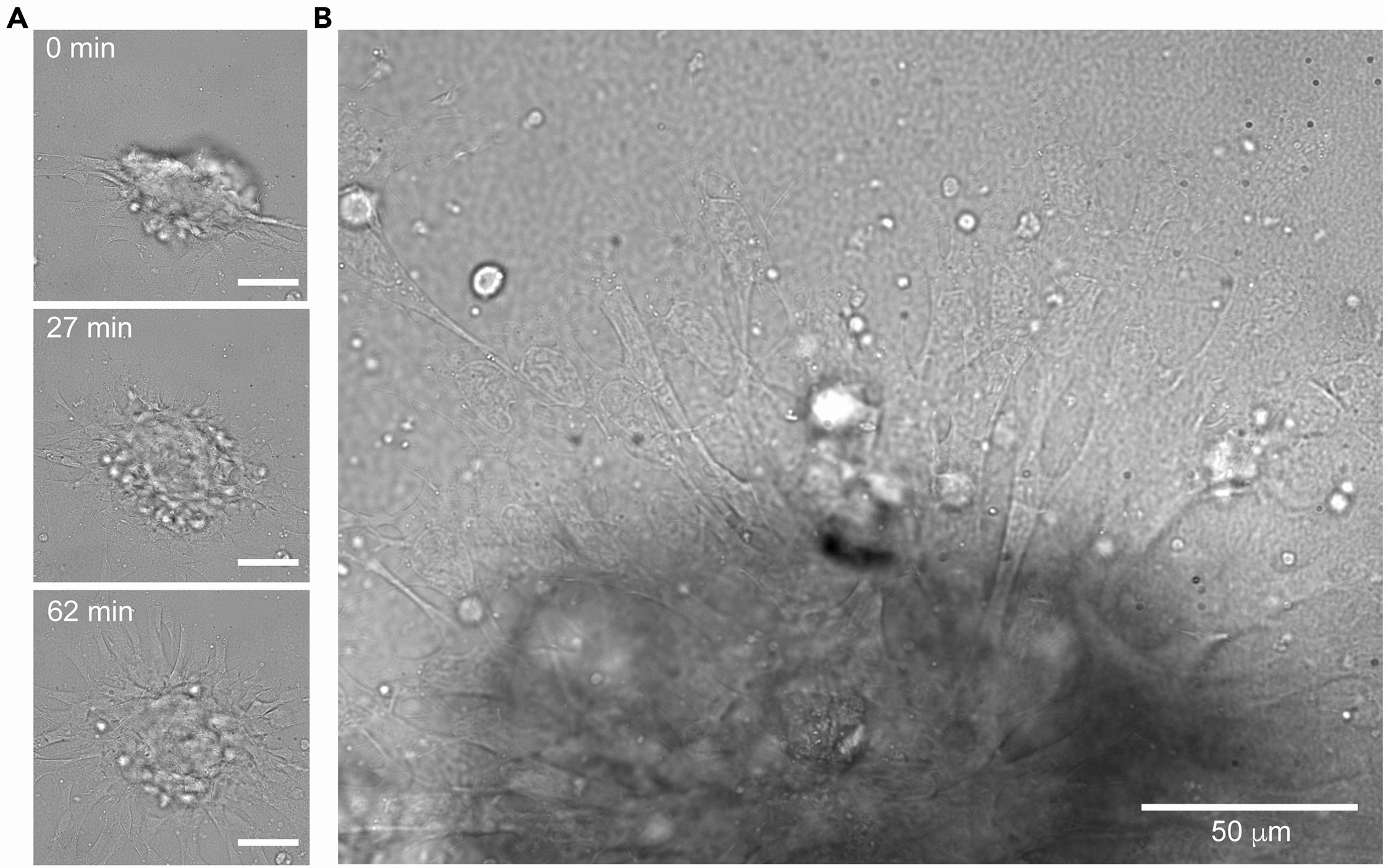 Cell Press: STAR Protocols