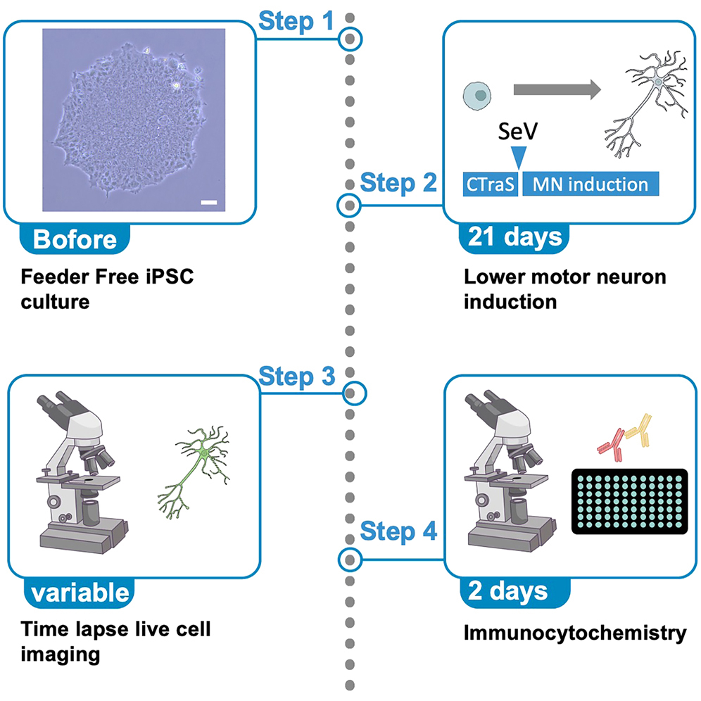 Cell Press: STAR Protocols