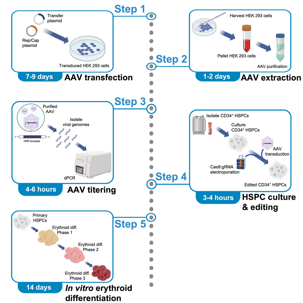 Cell Press: STAR Protocols