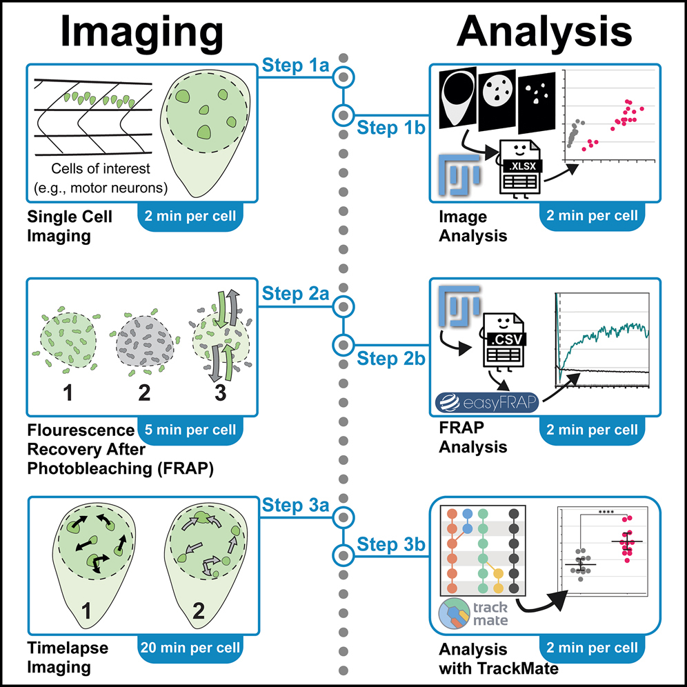 Cell Press: STAR Protocols