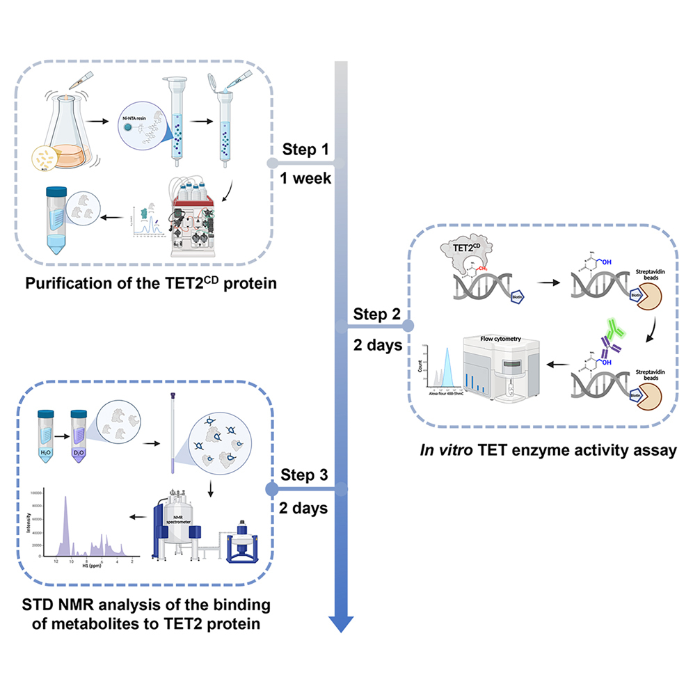 Cell Press: STAR Protocols