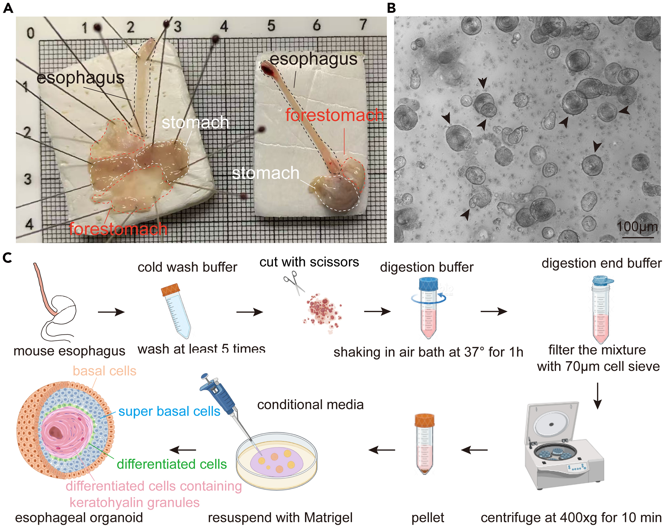 Cell Press: STAR Protocols