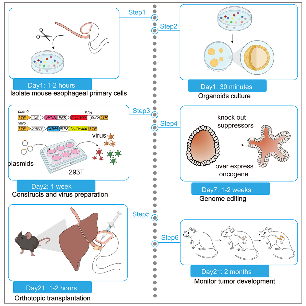 Cell Press: STAR Protocols