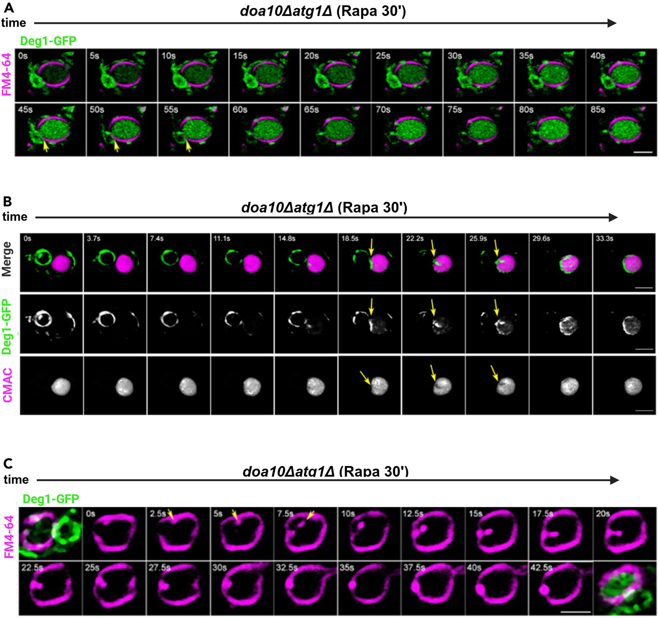 Cell Press: STAR Protocols
