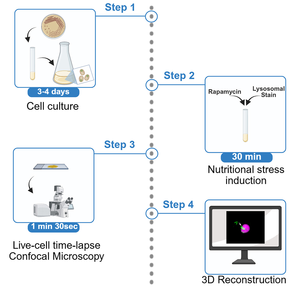 Cell Press: STAR Protocols