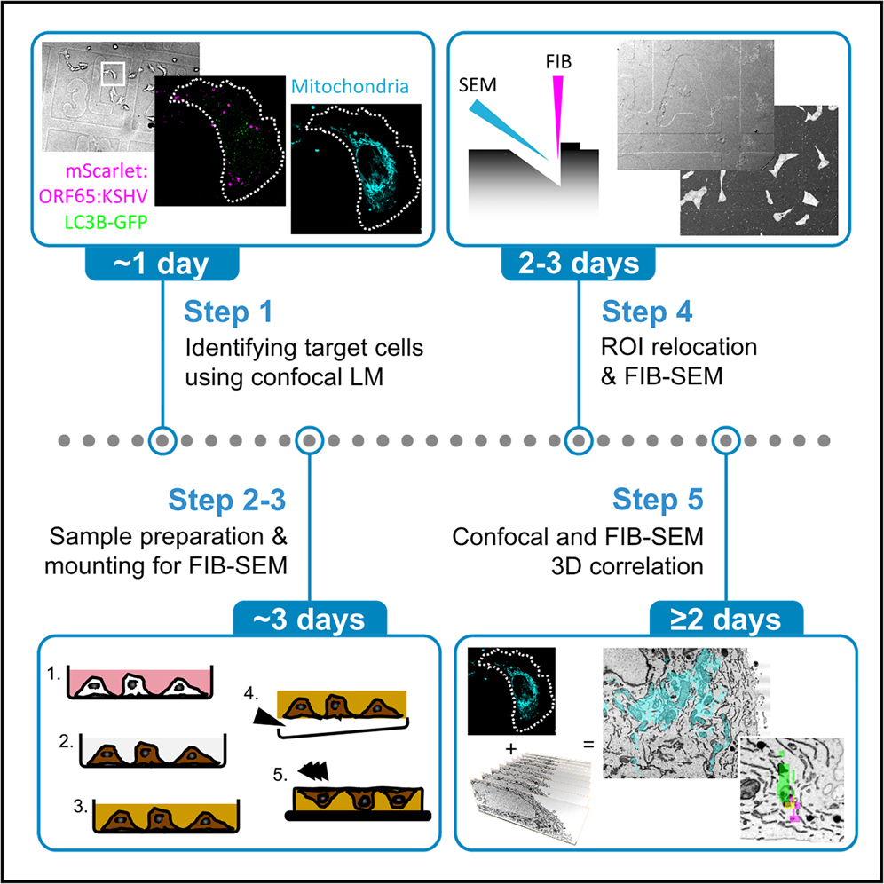 Cell Press: STAR Protocols