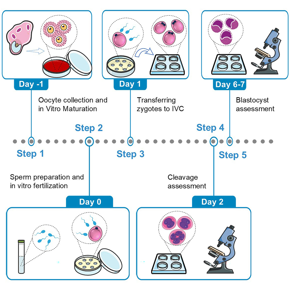 Cell Press: STAR Protocols