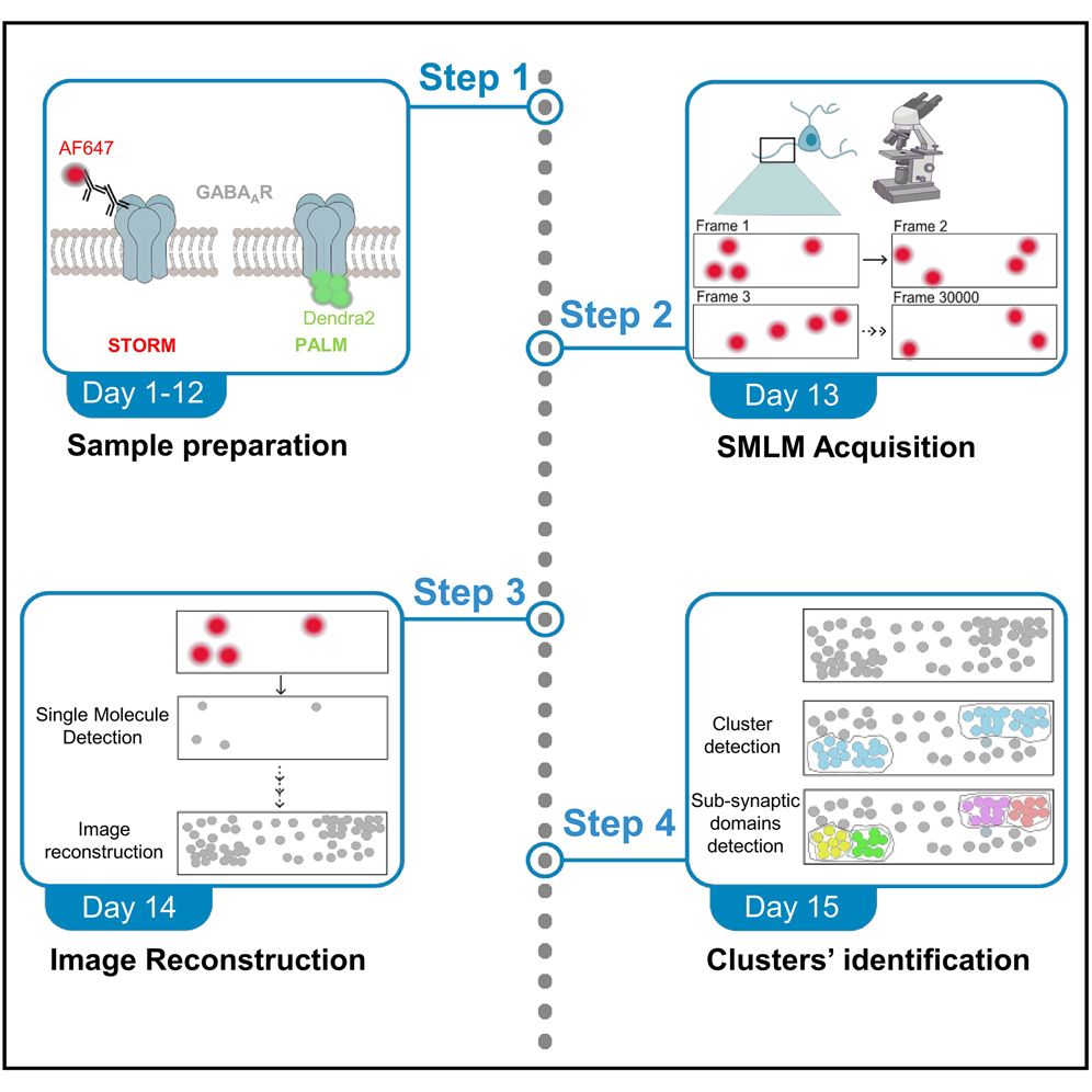 Cell Press: STAR Protocols