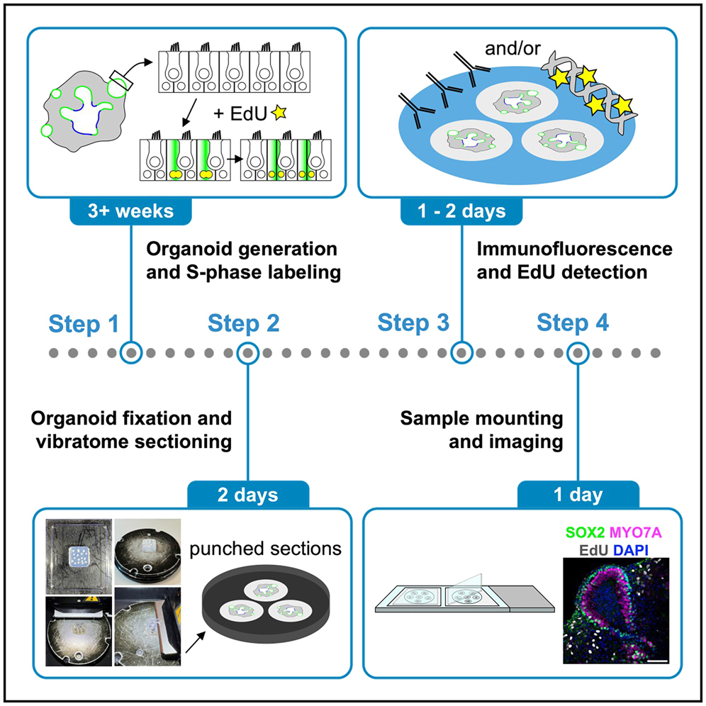 Cell Press: STAR Protocols