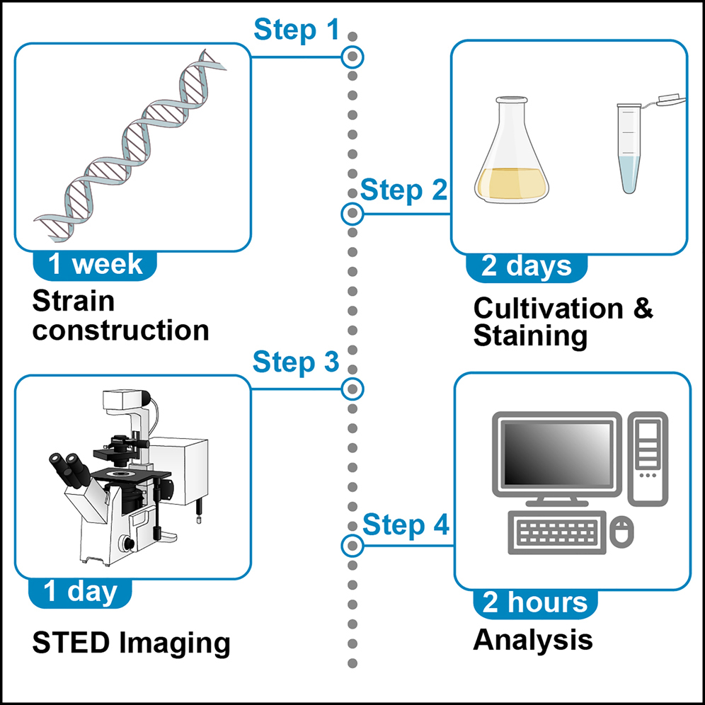Cell Press: STAR Protocols