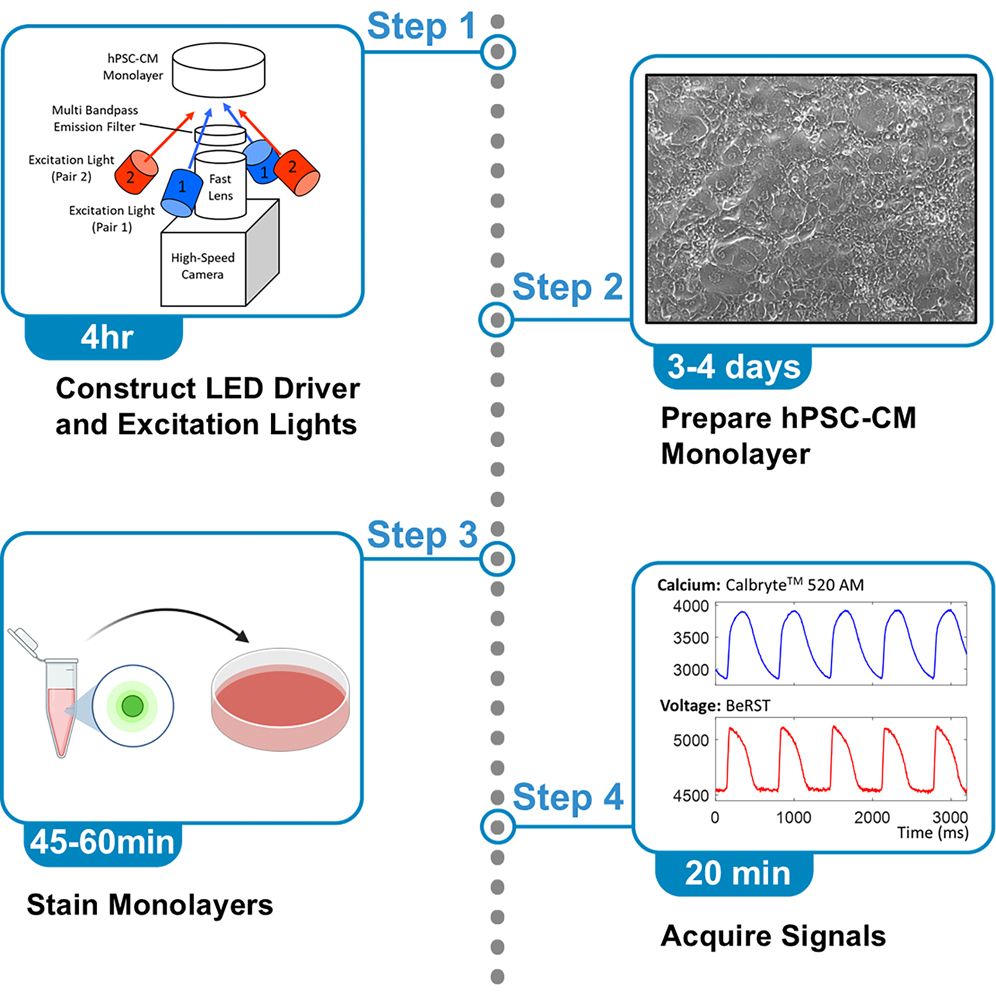 Cell Press: STAR Protocols