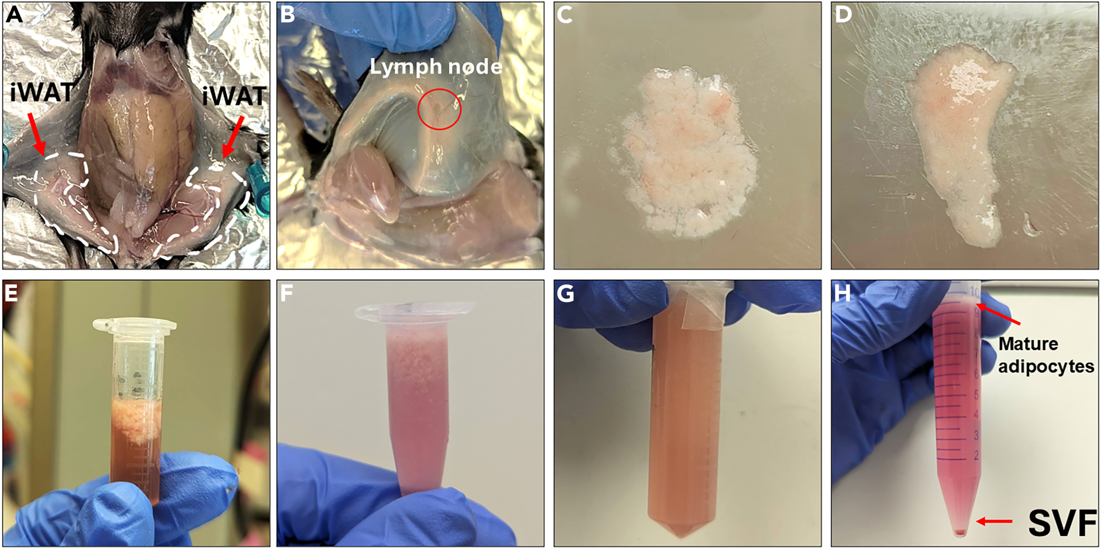 Cell Press: STAR Protocols