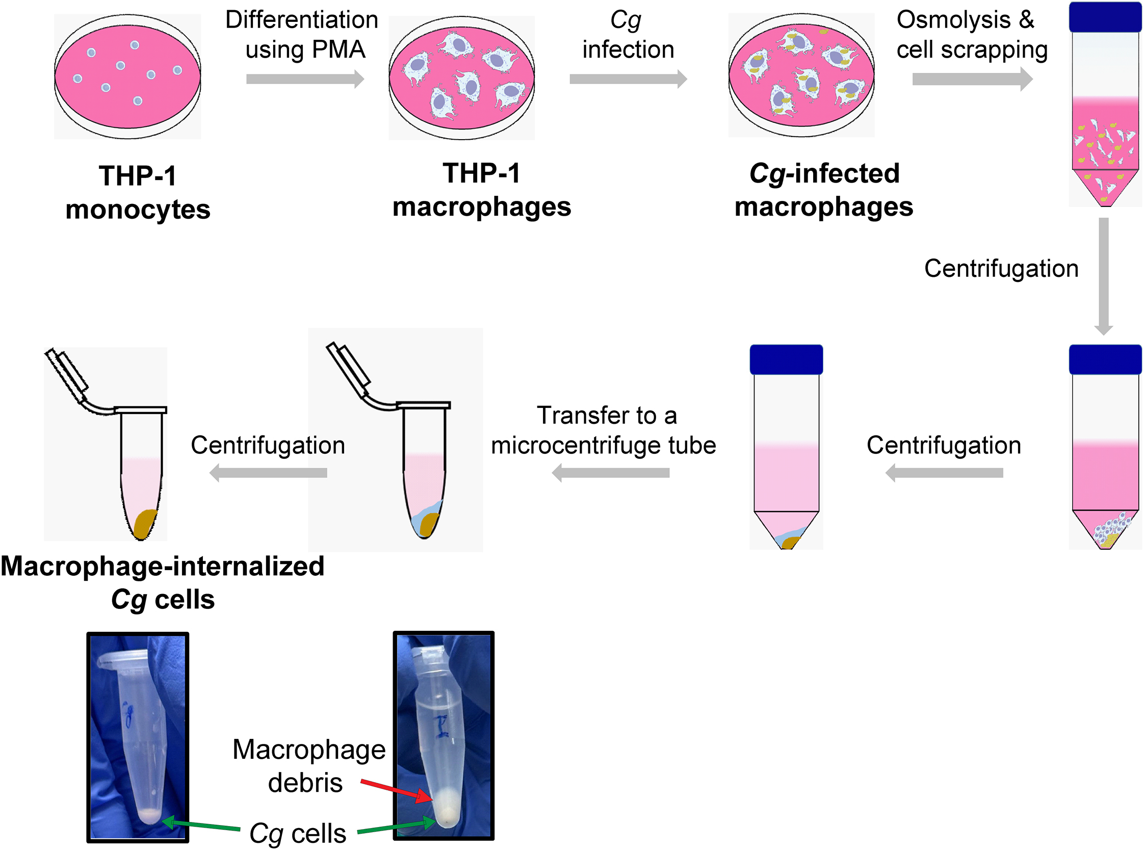 Cell Press: STAR Protocols