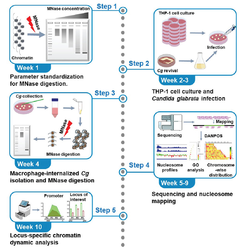 Cell Press: STAR Protocols