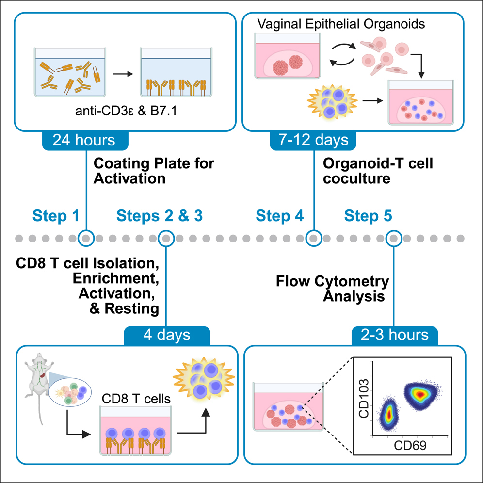 Cell Press: STAR Protocols