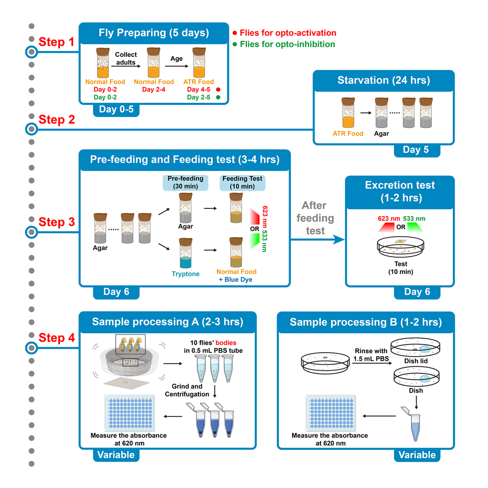 Cell Press: STAR Protocols
